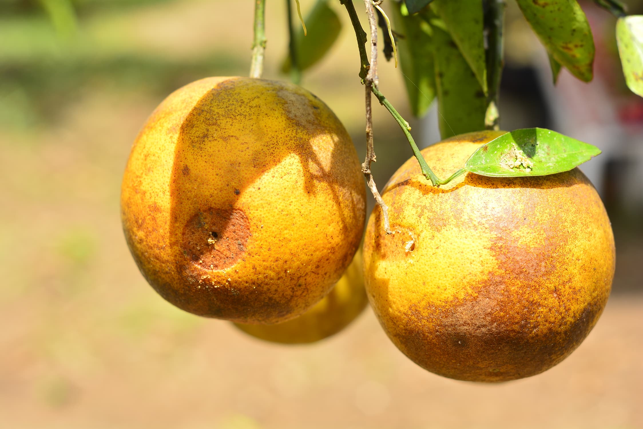 TARI Yawapa Elimu Wakulima, Maofisa Ugani 165 Kilimo Cha Matunda ...